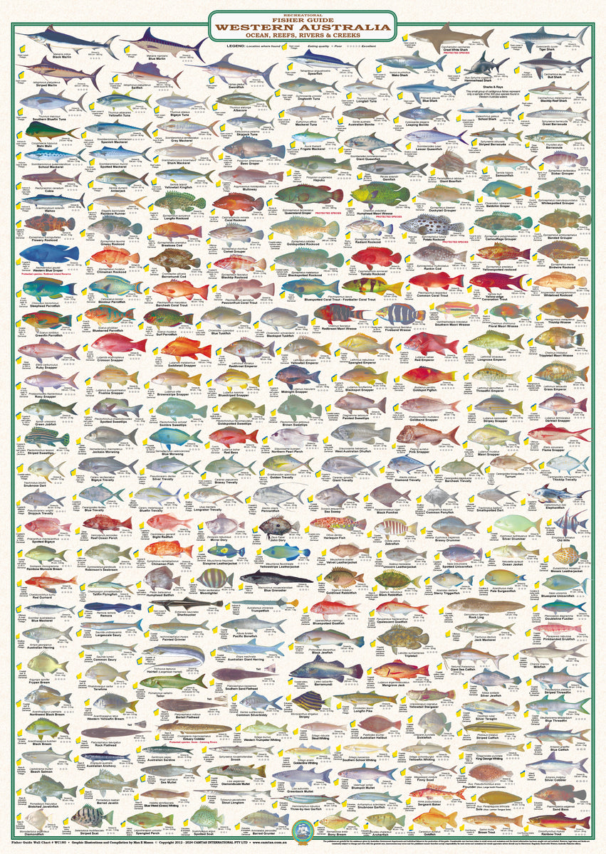 Fish Identification - Fisher Guide Western Australia - Wall Chart (258 ...