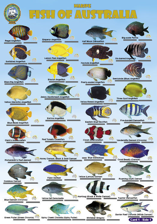 FISH & MARINE LIFE IDENTIFICATION WALL CHARTS, FIELD GUIDES & DECAL/ST ...