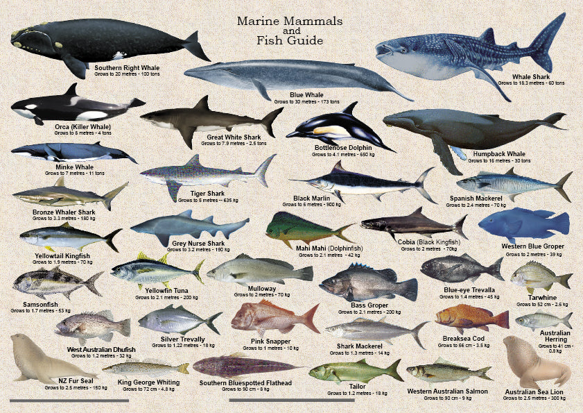 Western Australia Boating, Fishing, Marine Safety Chart - ROTTNEST ISL ...
