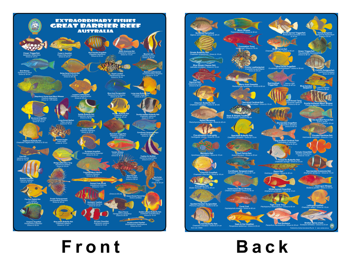FISH IDENTIFICATION CARD - Great Barrier Reef, Extraordinary Fishes (8 ...